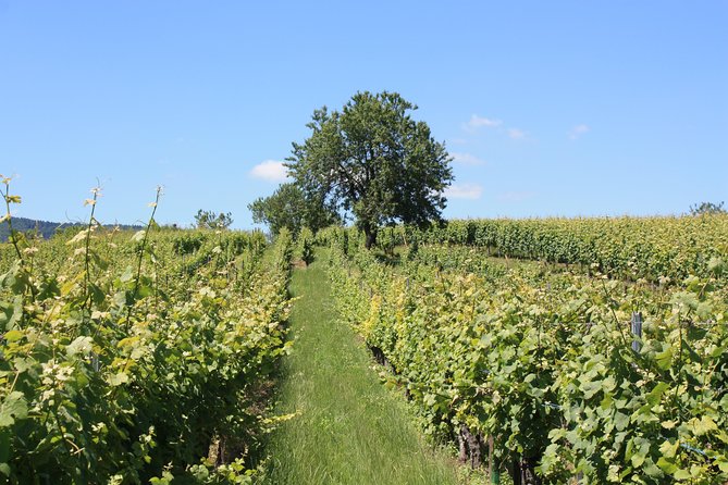Discovery Vineyard - Key Points