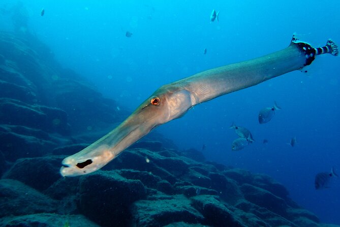 Diving Adventures - Boat and Shore Diving - The Itinerary: What to Expect During Your Day