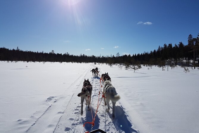 Dogsled Adventure Kiruna - An Authentic Arctic Experience