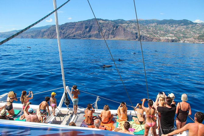 Dolphin and Whale Watching Catamaran Cruise from Funchal - The Itinerary: What to Expect on Your Marine Adventure