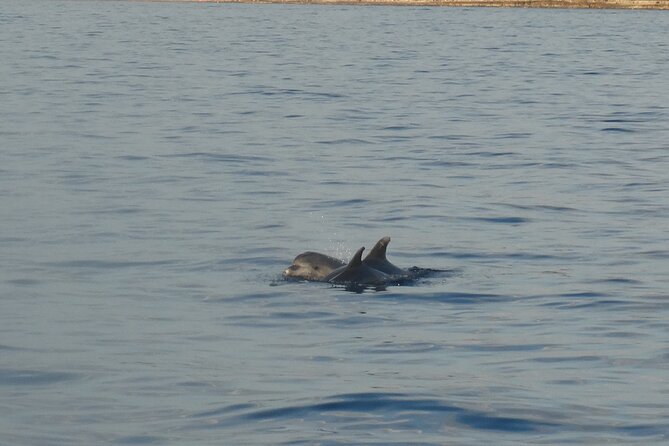 Dolphin Watching around Pore Riviera with Boat Trip - What to Expect on Board