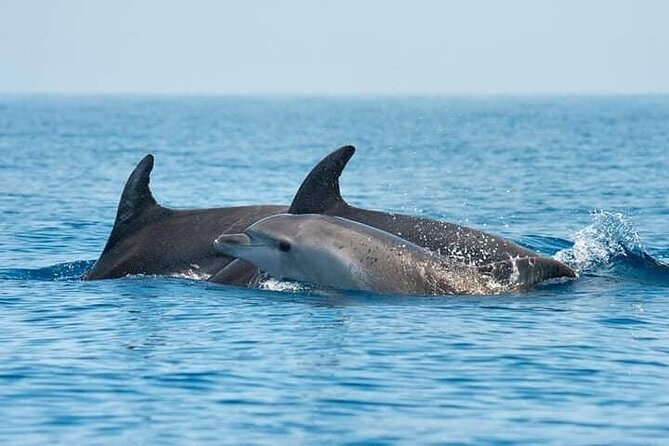 Dolphin Watching Boat Excursion to Figarolo Island from Olbia - An Introduction to a Sardinian Sea Adventure