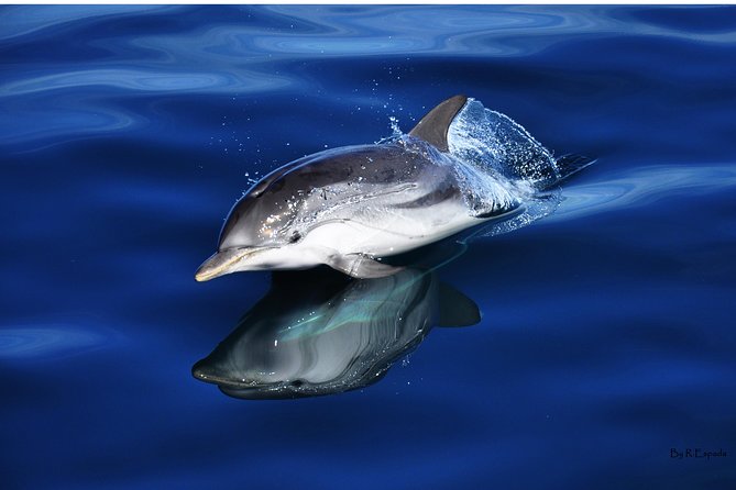 Dolphin Watching Excursion in Gibraltar - An In-Depth Look at the Gibraltar Dolphin Watching Tour