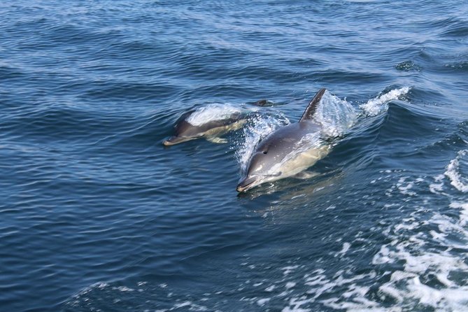 Dolphin Watching from Lagos with Marine Biologists - Why This Tour Offers Great Value