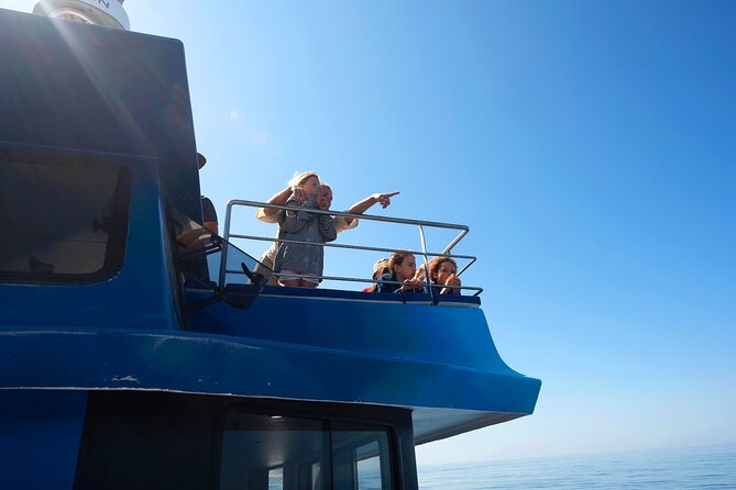 Dolphin Watching Half-Day Cruise from Lagos - The Experience in Detail