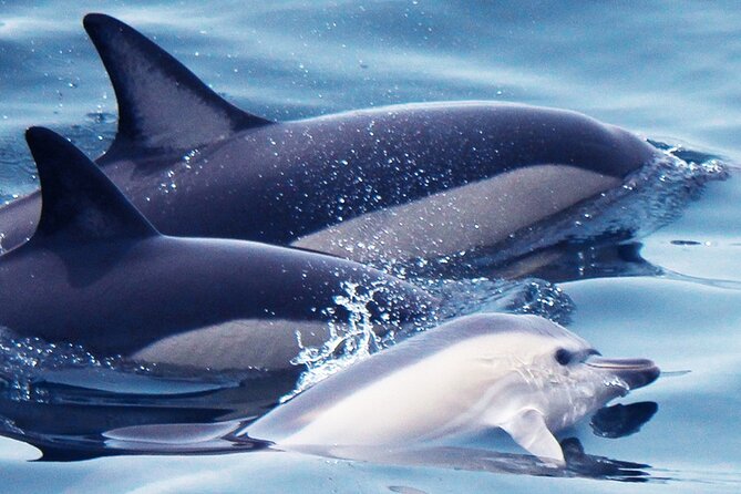 Dolphin-Watching in Marina de Lagos - Who Should Book This Tour?