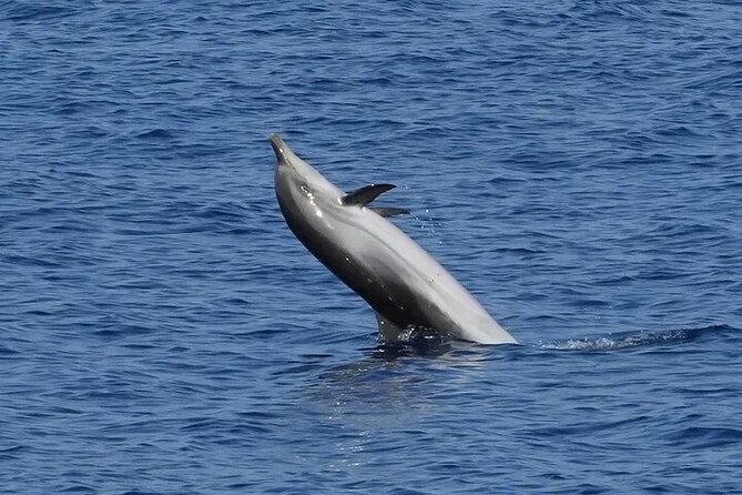Dolphin Watching Tour with Snorkeling from Olbia - An Engaging Introduction to Sardinia’s Marine Life