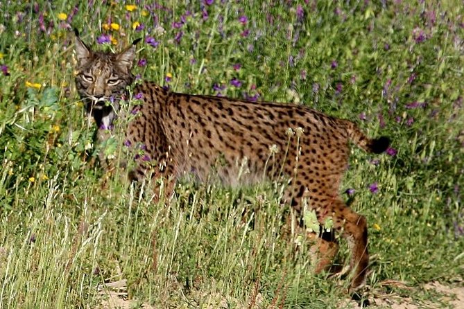 Donana National Park & Matalascanas Guided Tour from Seville - Practical Tips