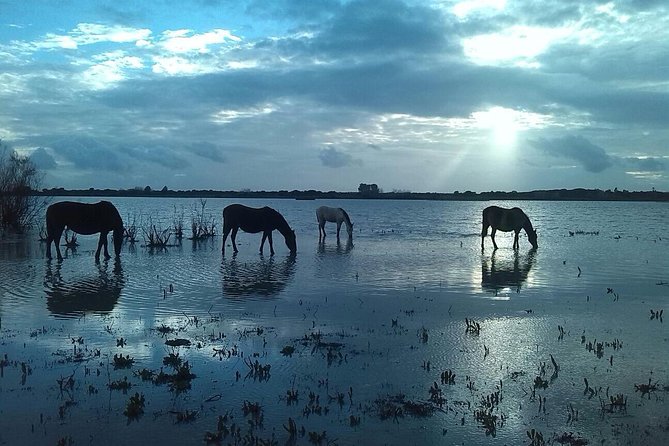 Doñana Natural Park Full-Day Tour from Seville - The Logistics: What You Need to Know