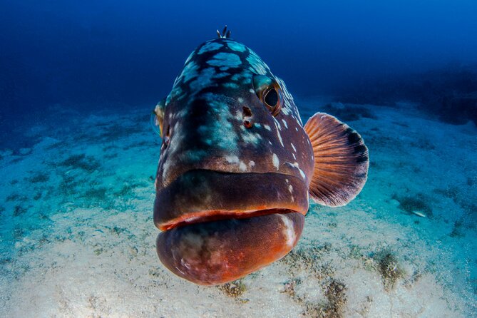Double Dive Elba Island - Why We Love This Tour