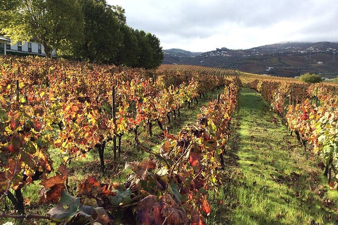 Douro: luxury walking tour with full lunch at Quinta da Pacheca - An Introduction to the Experience