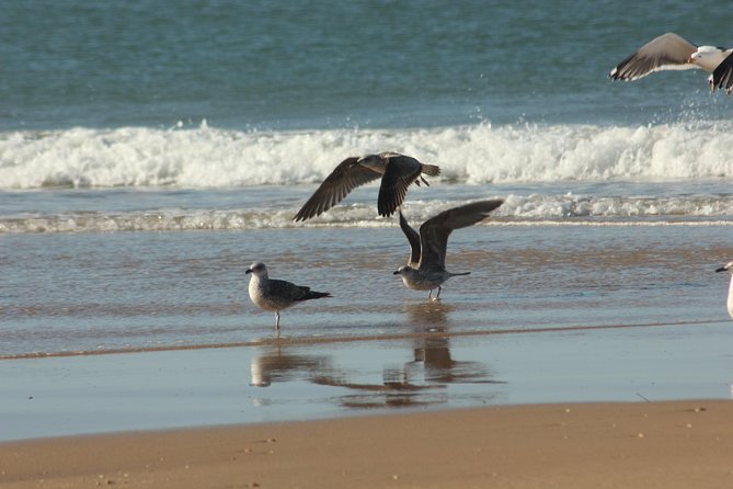 El Rocio, Donana Natural Park and Matalascanas Beach Day Trip from Seville - A Complete Breakdown of the Experience
