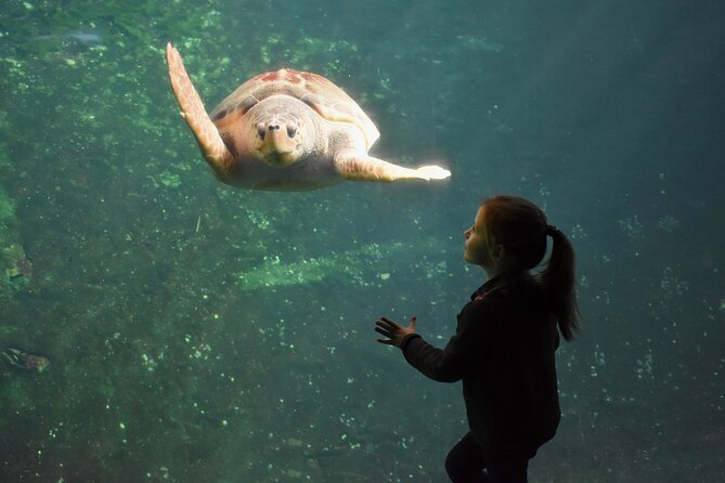 Entrance Ticket Nausicaa, the biggest aquarium in Europe - Discovering Nausicaá: A Detailed Look