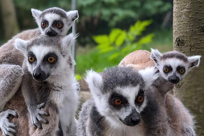 Entry ticket to Hoo Zoo and Dinosaur World in Telford - What Makes Hoo Zoo and Dinosaur World Stand Out