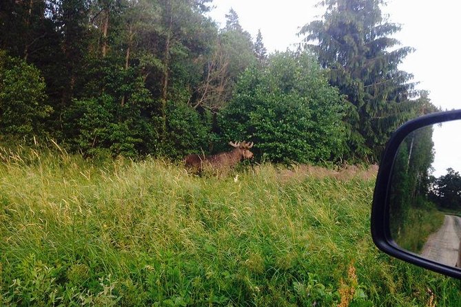 Evening Wildlife Safari from Stockholm - Practical Tips for Participants