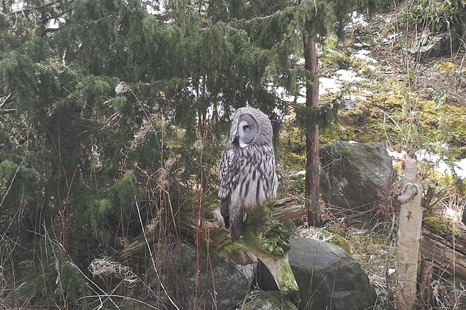 Evening Wildlife Safari with Campfire Dinner from Stockholm - Transportation and Practicalities