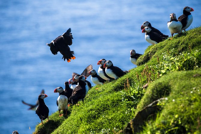 Exclusive Westman Islands Adventure - A Private Day Tour - Key Points