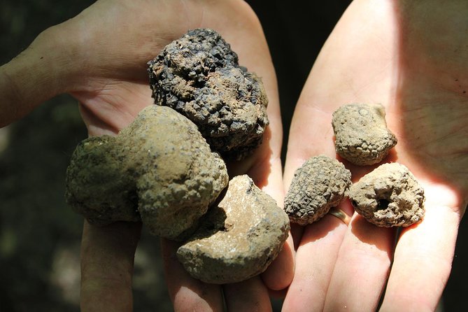 Experience Tuscan Truffle Hunting with Wine and Lunch - Key Points