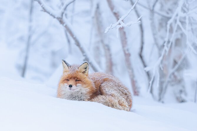 Explore the Norwegian Fjords and the Wildlife From Abisko - An Introduction to the Tour