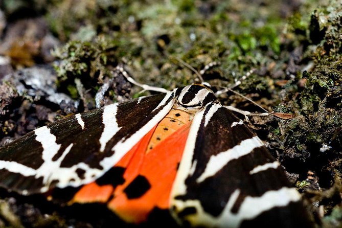 Filerimos Hill & Butterflies Valley Adventure! - A Closer Look at the Itinerary