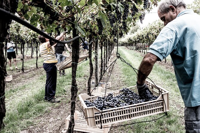 Food and Wine Tasting in Valpolicella - Key Points