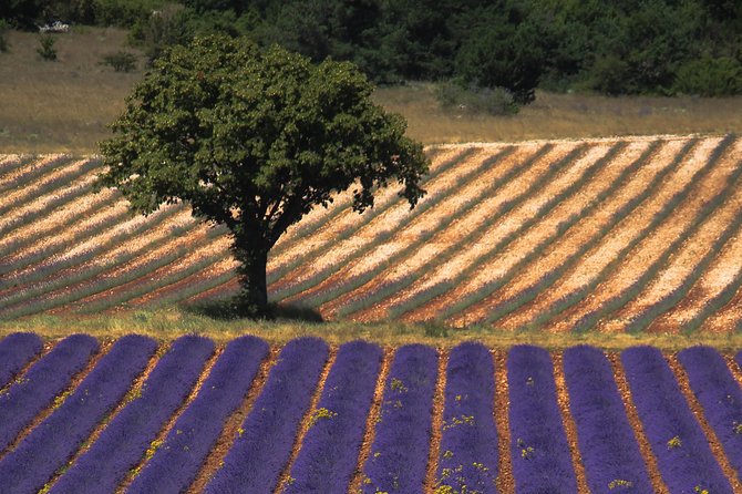 Full Day Ocean of Lavender in Valensole from Avignon - Exploring Provences Lavender Landscape: What to Expect