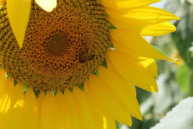 Full Day Private Tour from Avignon - An Honest Look at the Full-Day Private Tour from Avignon