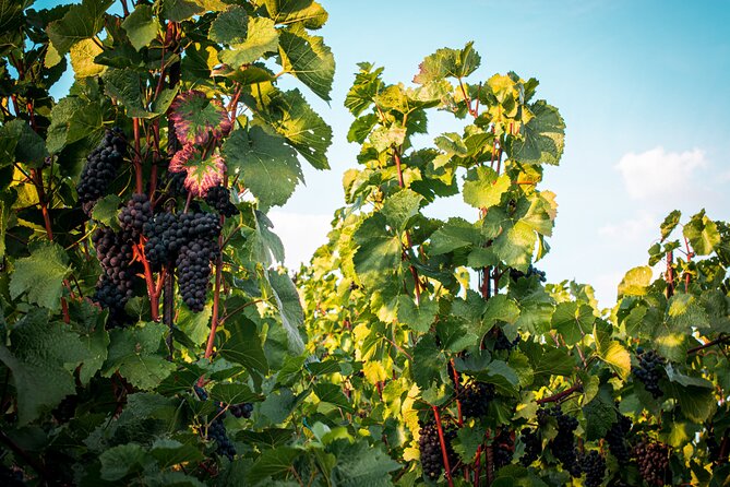 Full Day Private Tour to Kutná Hora with Wine Tasting - Discovering Kutná Hora: A Day to Remember