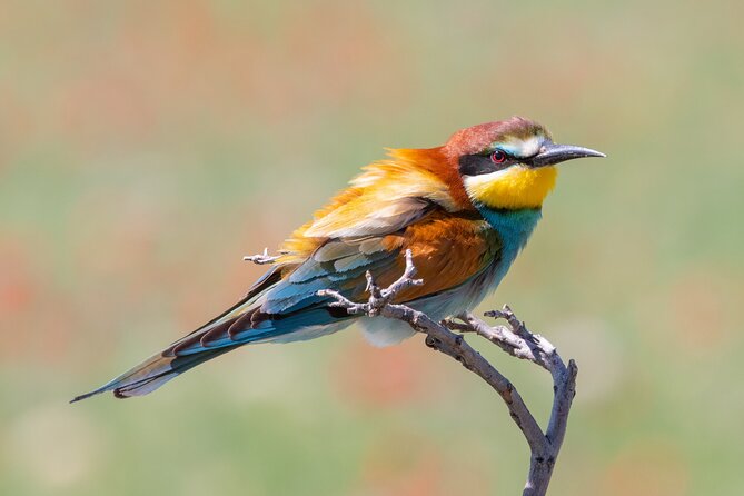 Full-Day Private Wilderness Tour in Vashlovani National Park - Why Travelers Keep Coming Back