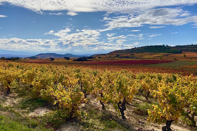 Full-Day Private Wine Tasting Tour in La Rioja with lunch - A Detailed Breakdown of the La Rioja Wine Tour Experience
