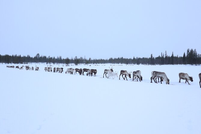 Full-Day Reindeer Tour with Pickup in Kiruna - The Authenticity and Value of this Tour