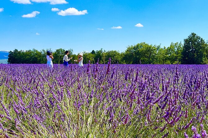 Full Day Tour in the Lavenders of Valensole or Sault - Exploring the Lavender of Valensole