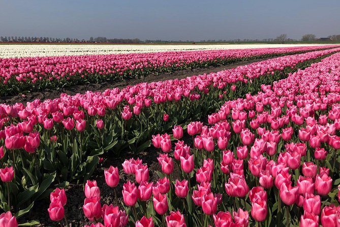Full day tour to Texel - Friesian Islands - from Amsterdam - A Closer Look at the Texel Full-Day Tour