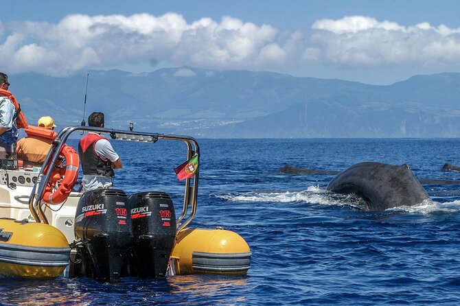 Full-Day Whales & The Princess Ring Islet (incl. Lunch) - An Introduction to the Experience