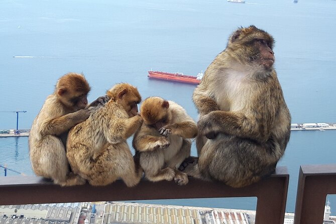 Gibraltar Sightseeing : Classic Shore Excursion (Private) - A Closer Look at the Itinerary