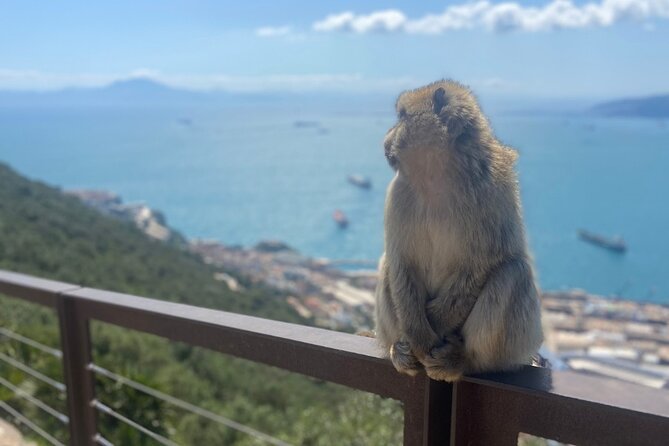 Go Tours Private Rock Experience Tour in Gibraltar - An Honest Look at the Gibraltar Private Rock Experience