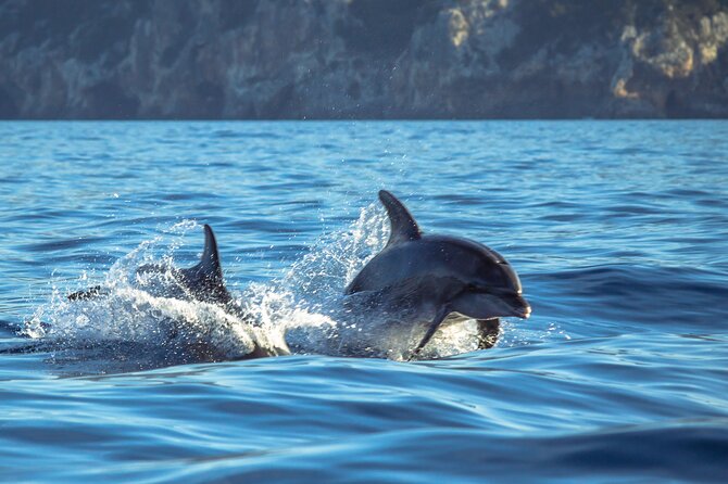 Guided Dolphin Watching in the Arrábida Natural Park - The Highlights: Detailed Breakdown of the Itinerary