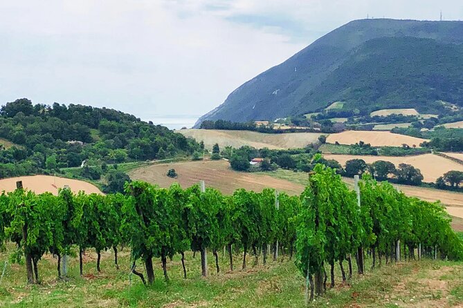 Guided E-Bike tour with food and wine tasting. - A Deep Dive into the Experience