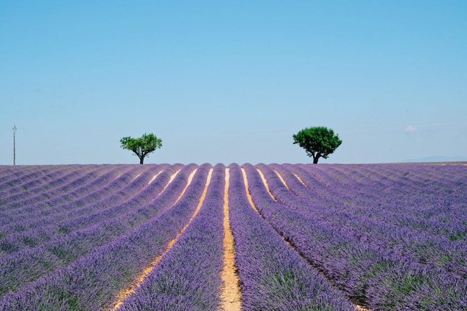 GUIDED TOUR: Lavender fields, the Gorges du Verdon - The Experience: What Fits and What Doesn’t