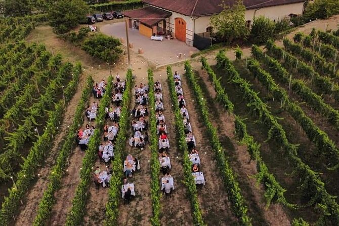 Guided Walk and Lunch in the Vineyard in Alba - Key Points