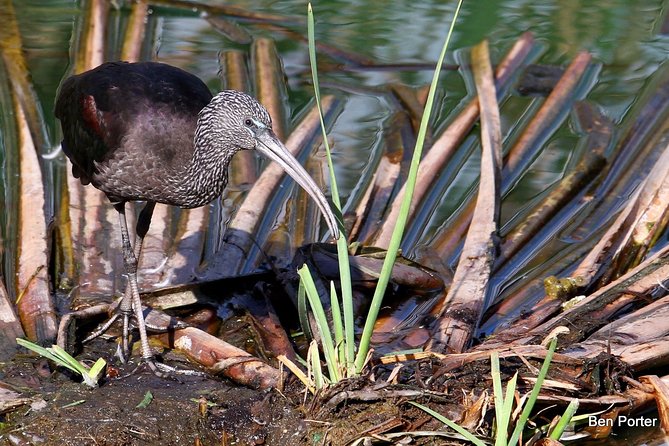 Half-day birdwatching around Faro - What to Expect from the Tour: A Step-by-Step Breakdown