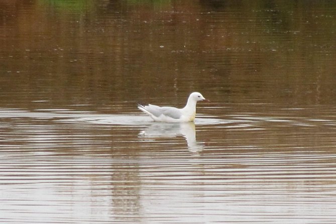 Half-day birdwatching around Tavira - Final Thoughts: Who Is This Birdwatching Tour Best For?