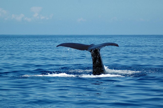 Half-day Catamaran Trip from Funchal - The Crew and Atmosphere