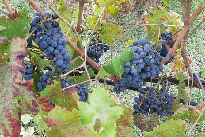 HALF-DAY: Chianti Classic Tour with Wine Experience & visit of San Gimignano - A Scenic Ride into Tuscany’s Heart