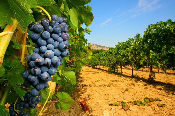 Half Day Great Vineyard Tour from Avignon - Is It Worth It? Analyzing the Value