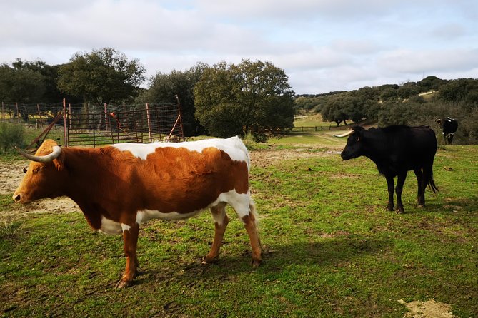 Half-Day Guided Tour to a bull farm in Madrid - Introduction: Why Consider a Tour to a Madrid Bull Farm?