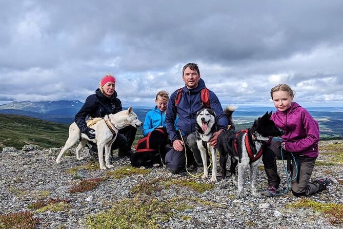 Half Day Guided Walk with Huskies - The Itinerary in Detail