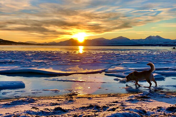 Half-Day Scenic Wildlife & Photographic Fjord Tour. - What Makes This Tour Stand Out?