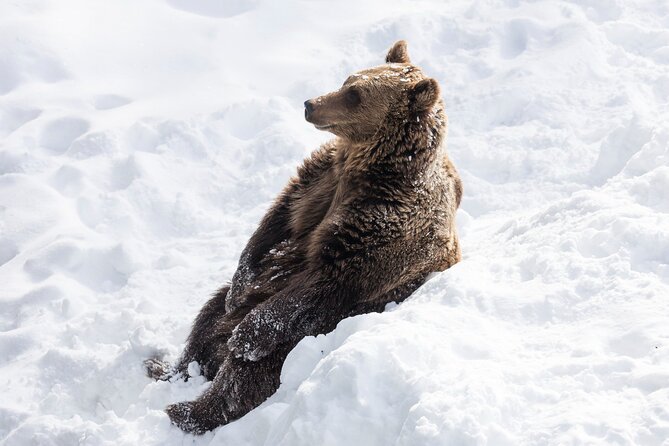 Half-Day Trip to Ranua Wildlife Park from Rovaniemi - Who Will Love This Tour?