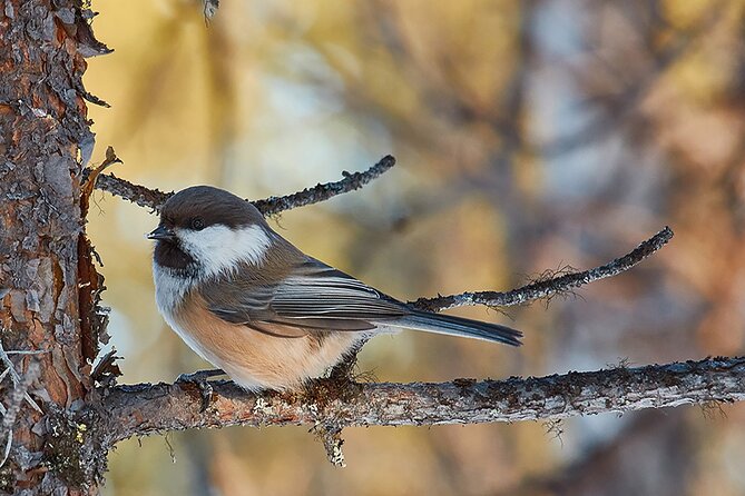 Half day Wildlife and Nature Photography - The Itinerary and What You Can Expect